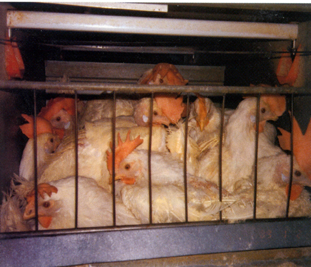 Welfare issues for egg-laying hens | Compassion USA