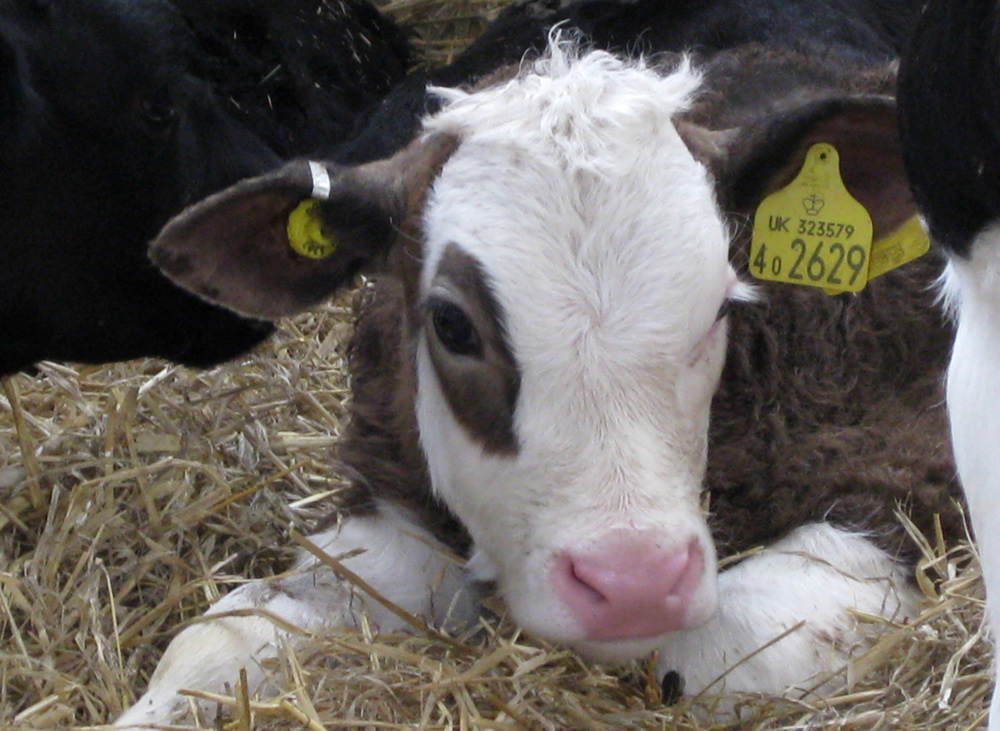 About cows | Compassion USA