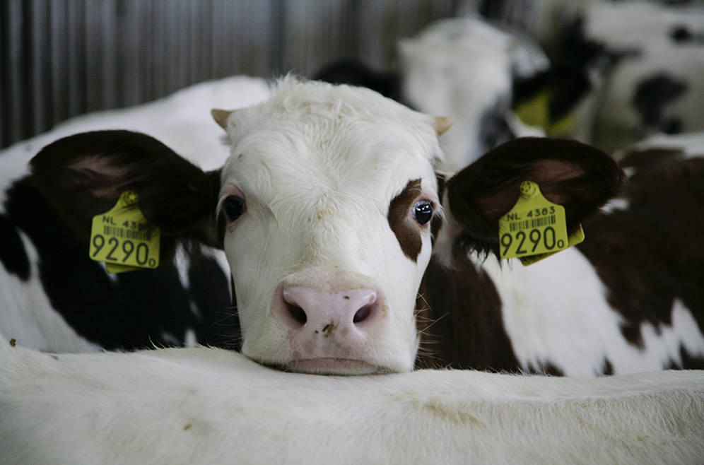 About calves reared for veal | Compassion USA