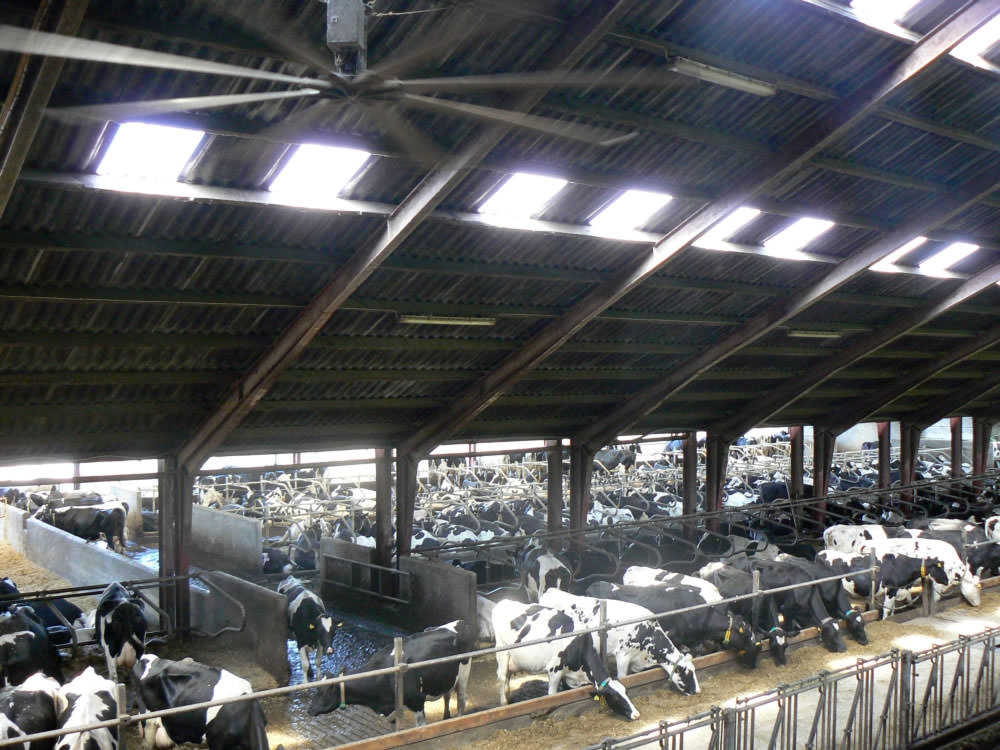 American Cow Milk Production