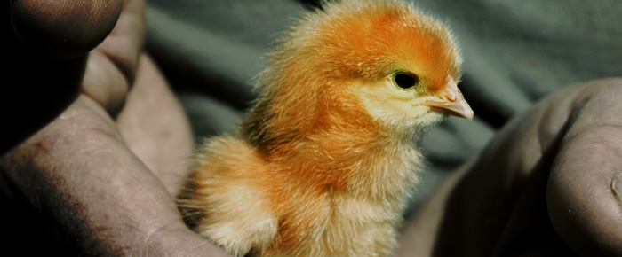 EggTrack USA Report 2024 | Compassion USA