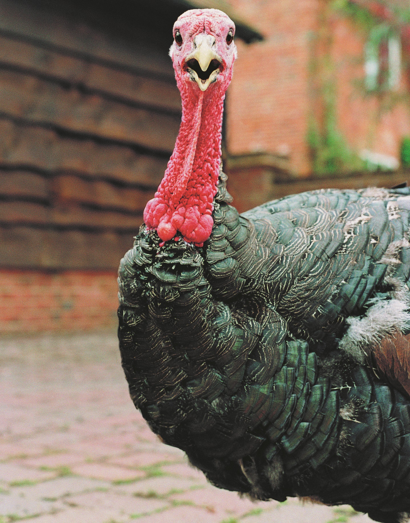 Eleven Lesser Known Turkey Facts | Compassion USA