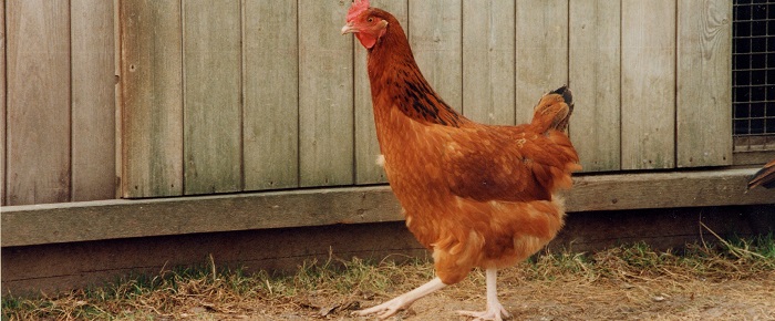 Compassion in World Farming USA | Compassion USA