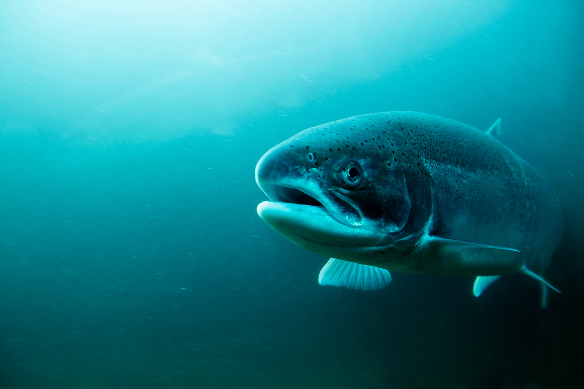 Fish, their complexities and how they are farmed for food | Compassion USA