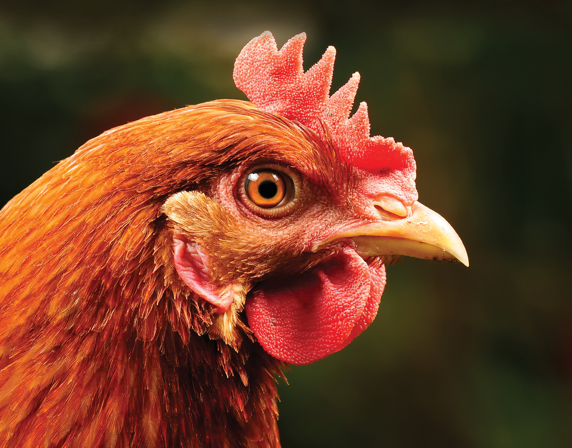 EggTrack USA Report 2024 | Compassion USA