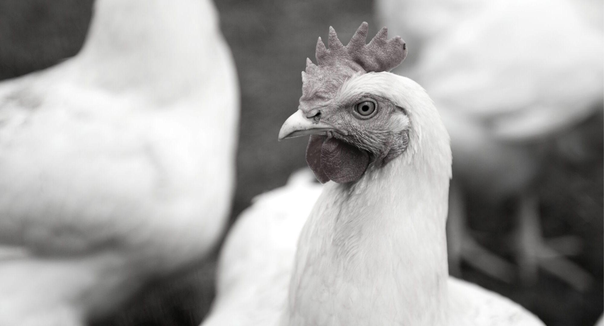 CIWF Food Business Program | Compassion USA