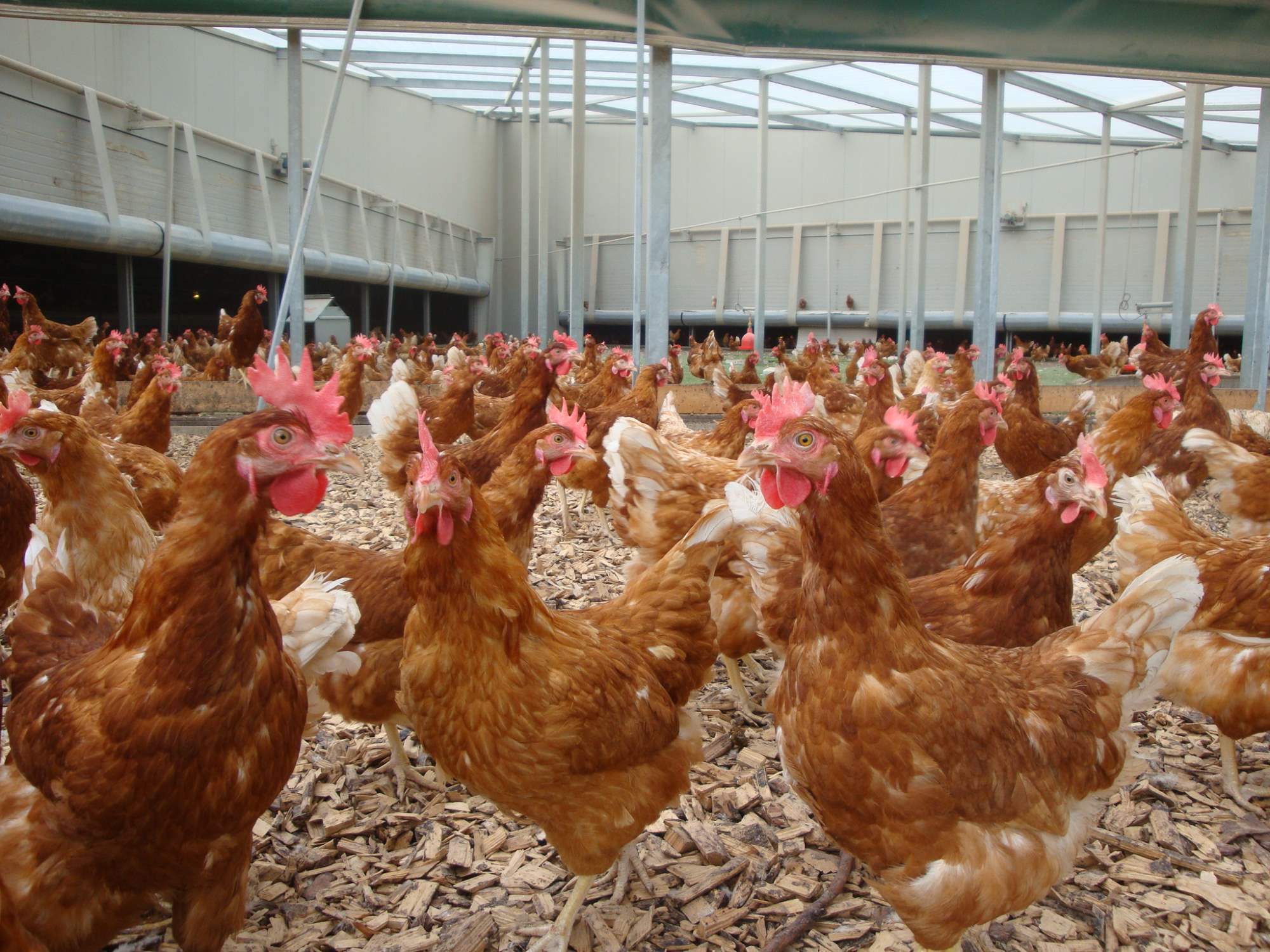 About egg-laying hens | Compassion USA