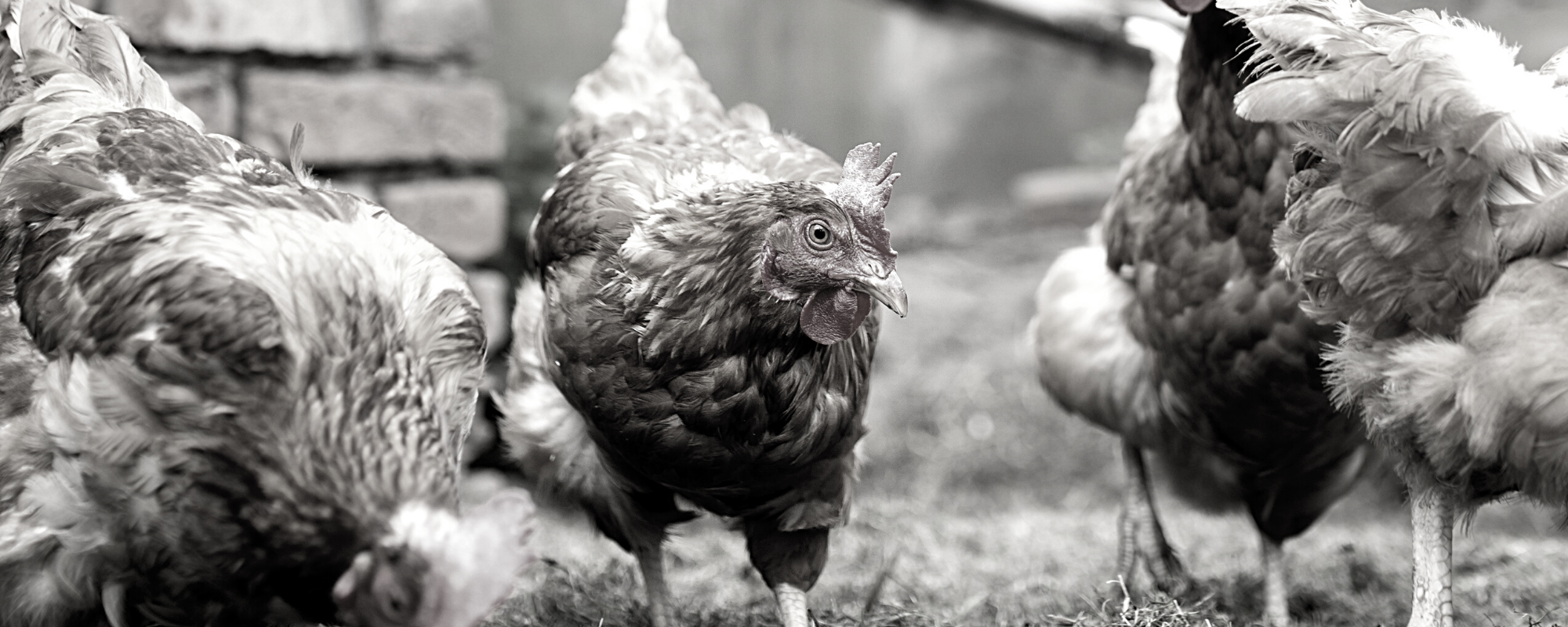 Compassion in World Farming USA | Compassion USA