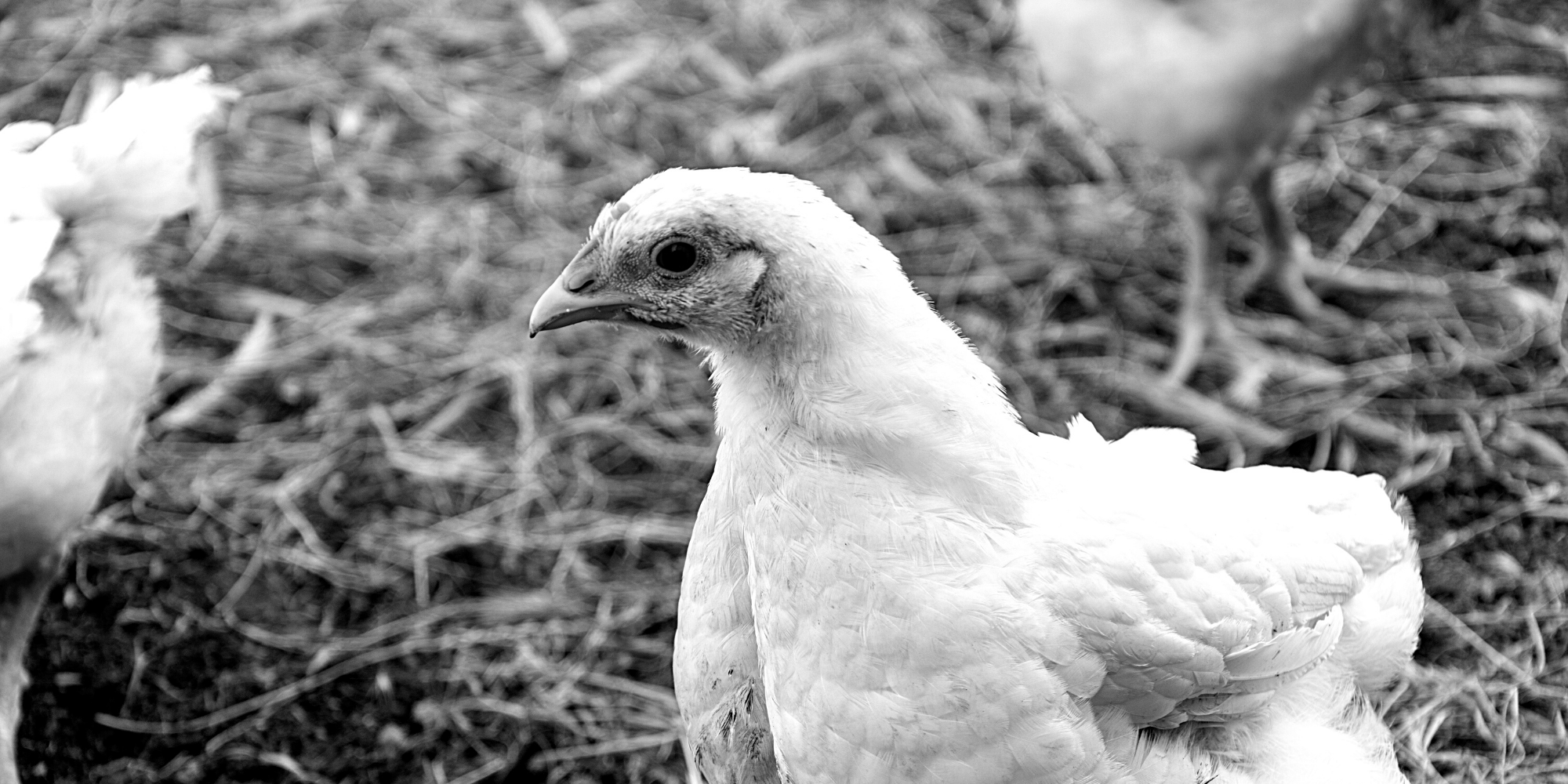 2022 ChickenTrack Report | Compassion USA