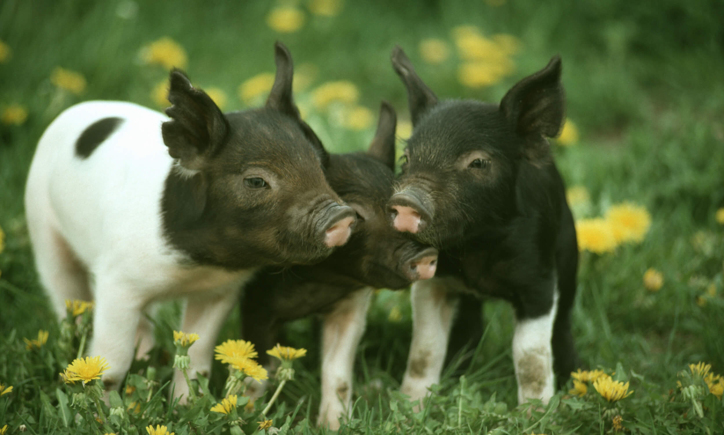 Take action | Compassion USA