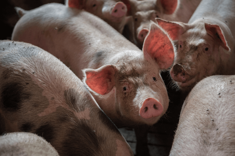 Tooth-clipping of piglets | Compassion USA