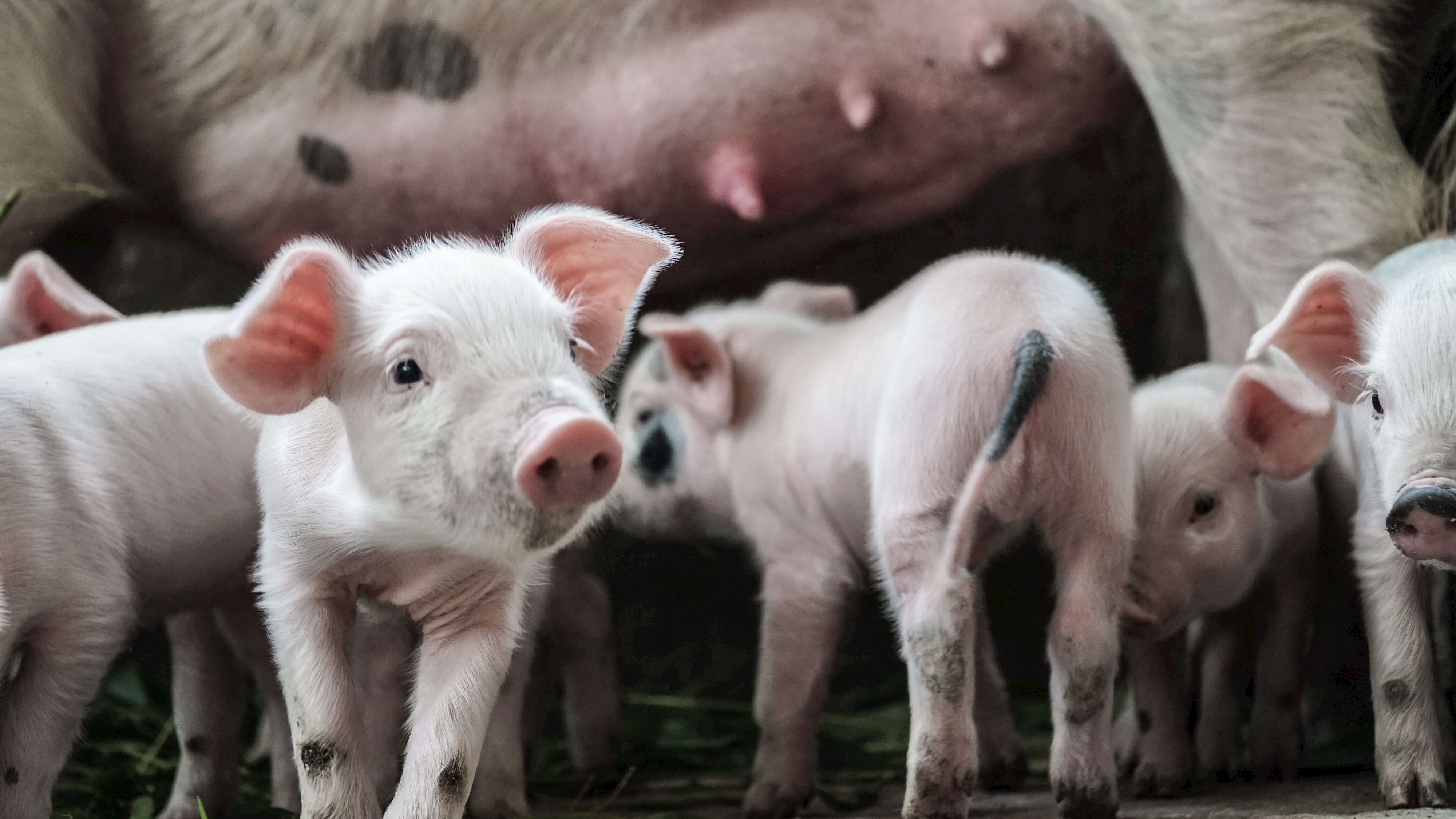 Welfare issues for pigs | Compassion USA