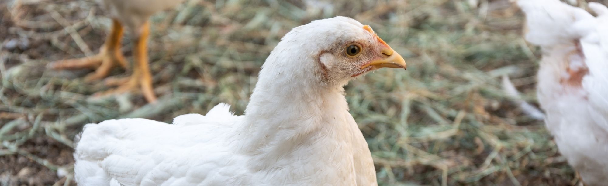 Compassion in World Farming USA | Compassion USA