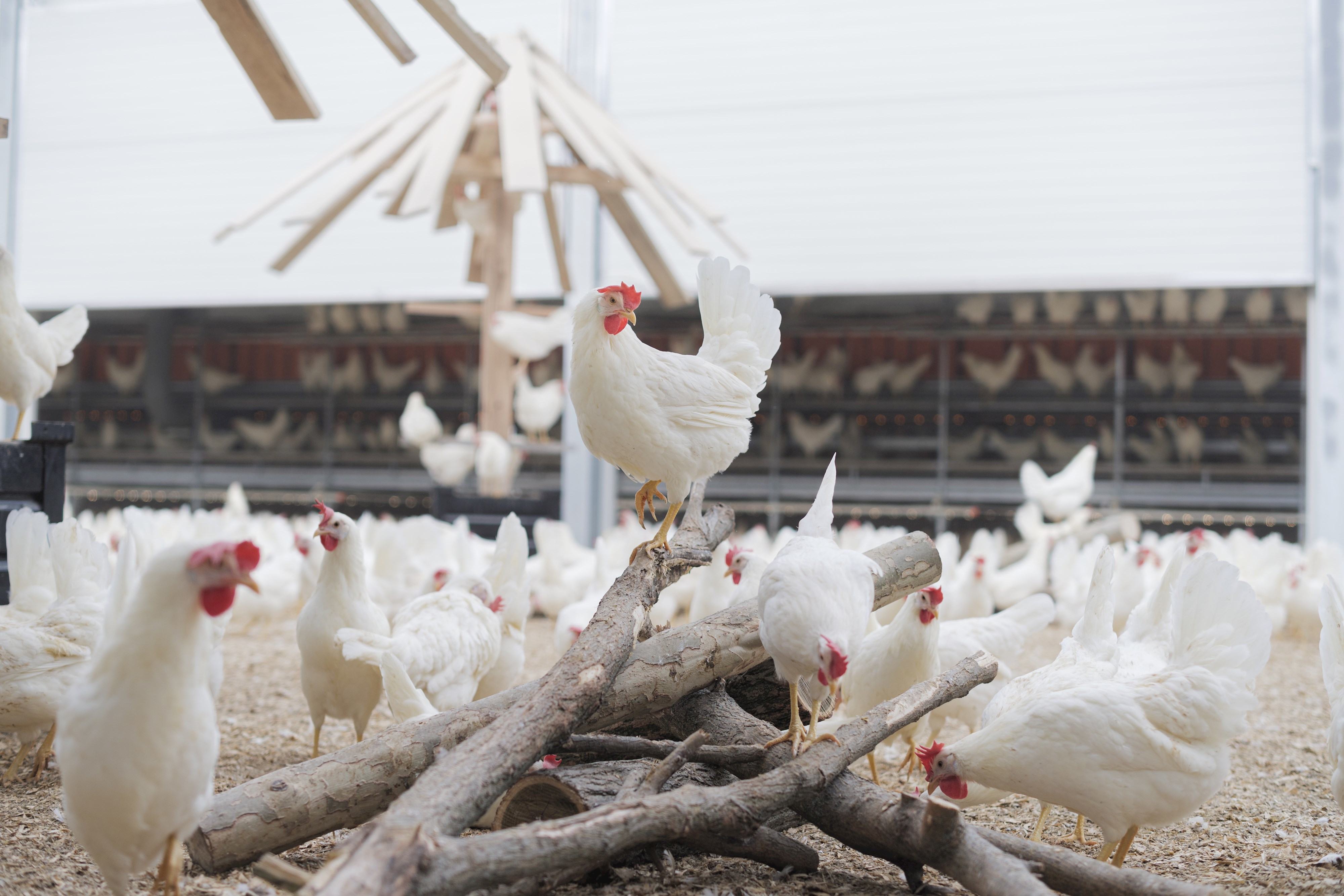 Progressive egg producer case studies | Compassion USA