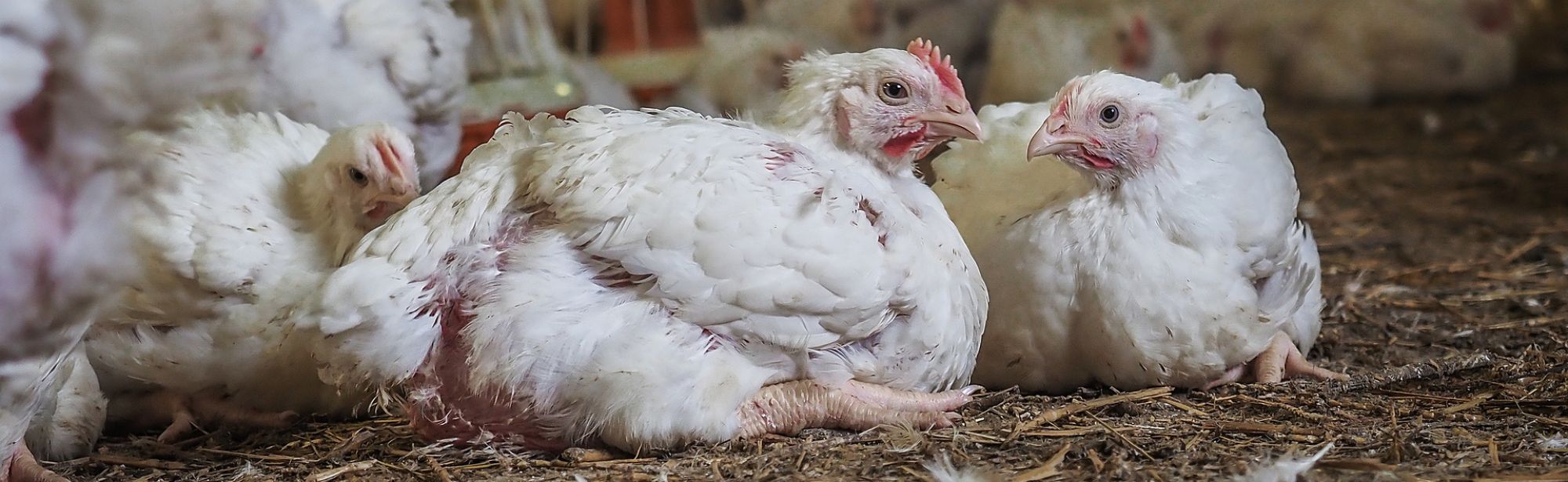 Broiler Chicken Breeds