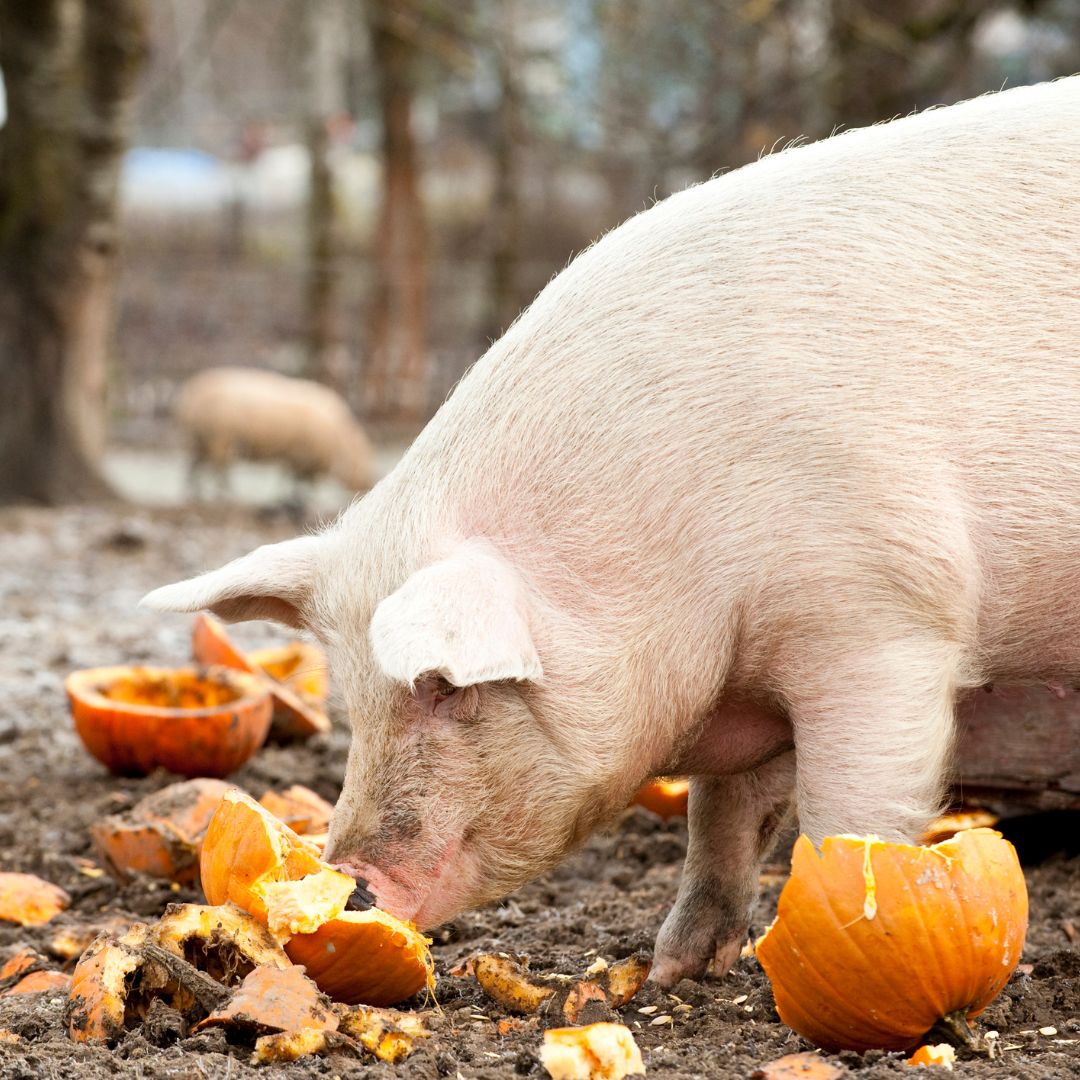 What do pigs eat? | Compassion USA