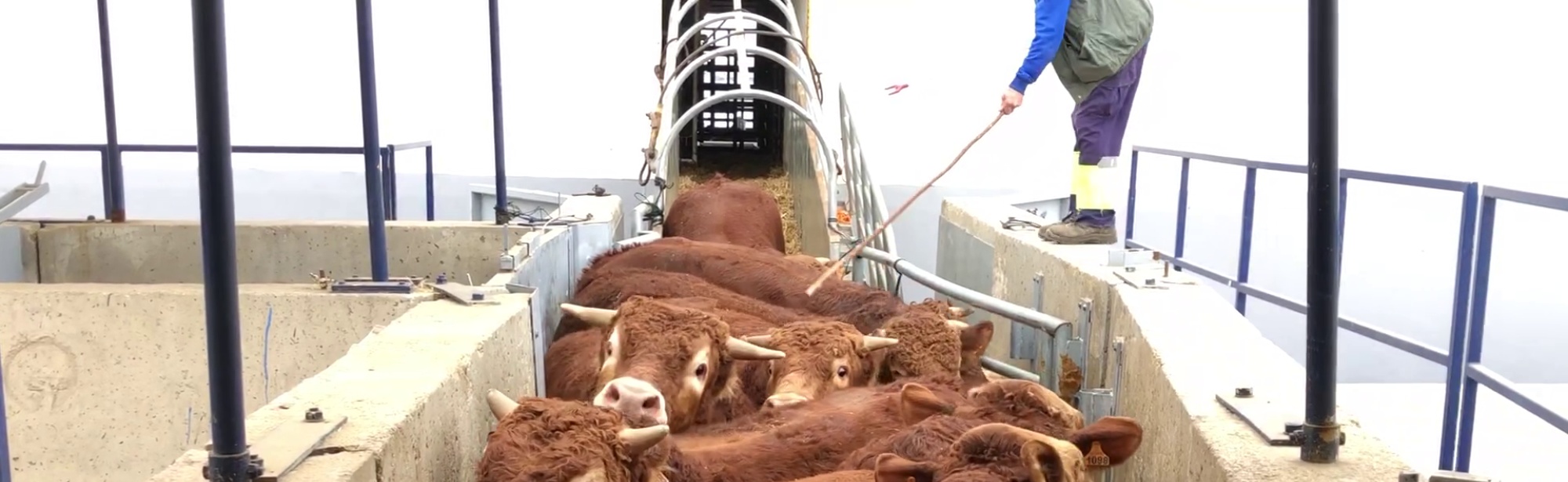 Ban Live Exports International Awareness Day | Compassion USA