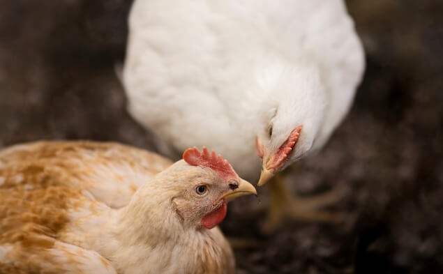 Better Chicken | Compassion USA