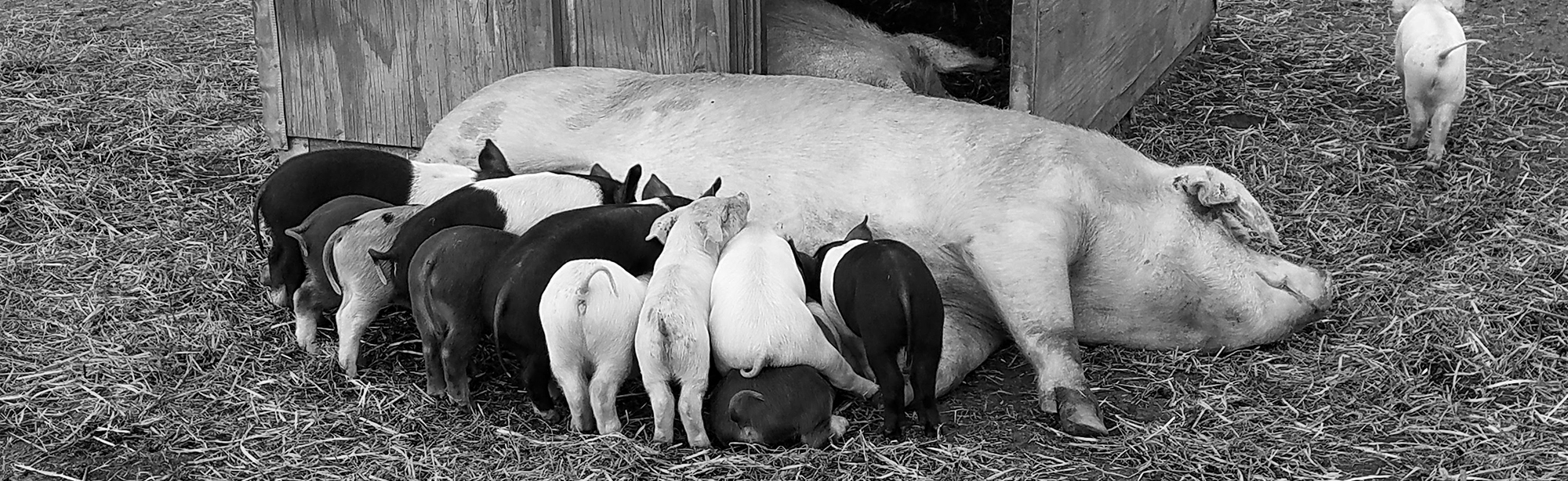 CIWF Food Business Program | Compassion USA