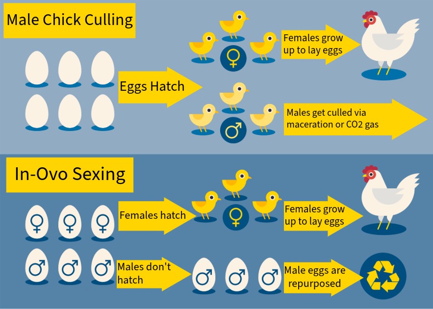 EggTrack USA Report 2024 | Compassion USA