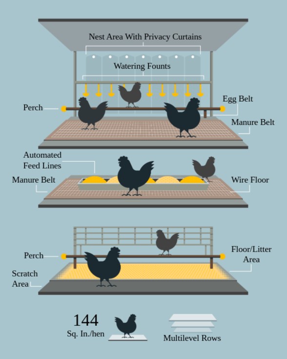 Welfare issues for egg-laying hens | Compassion USA