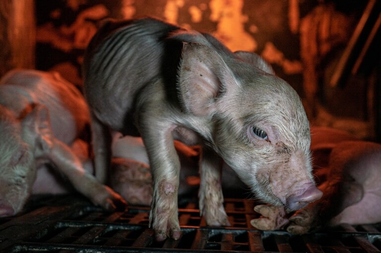 Tooth-clipping of piglets | Compassion USA